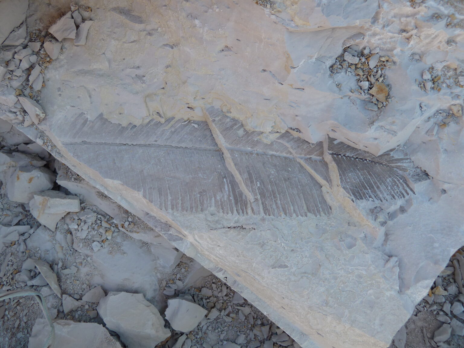 Estamos Verdes – ETC